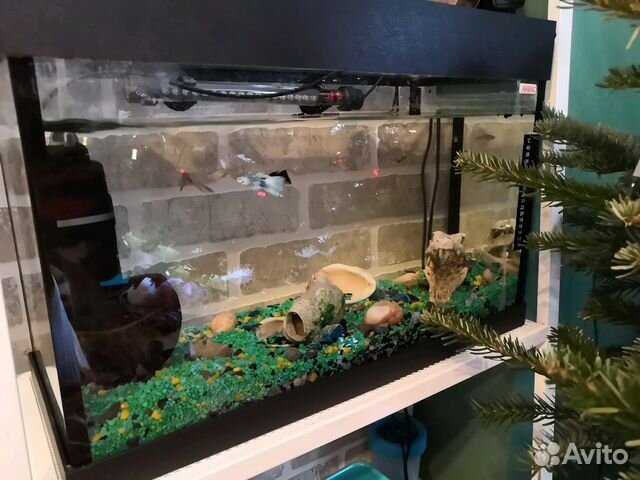 Аквариум с оснащением и рыбками