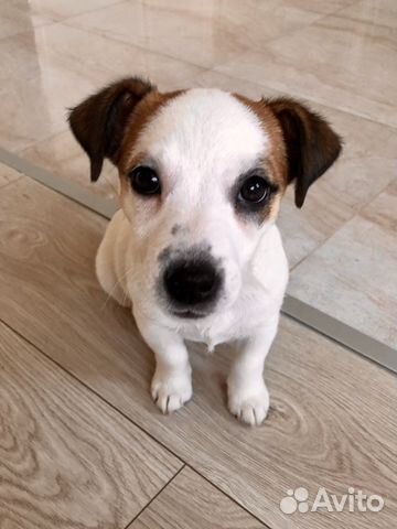 Джек Рассел терьер