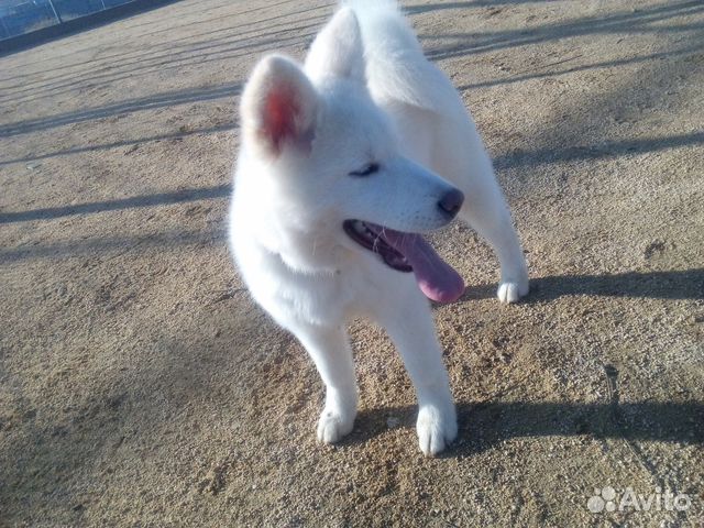 Шикарная Девчуля