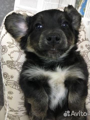 Щенок 2 месяца. Коротколапик