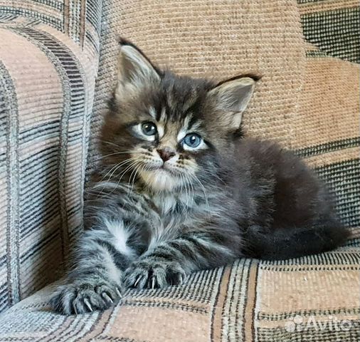 Мраморёнок