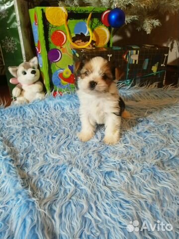 Биверы очаровательные щенки