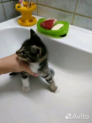 Кот в добрые руки
