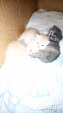 Котенок шотлик