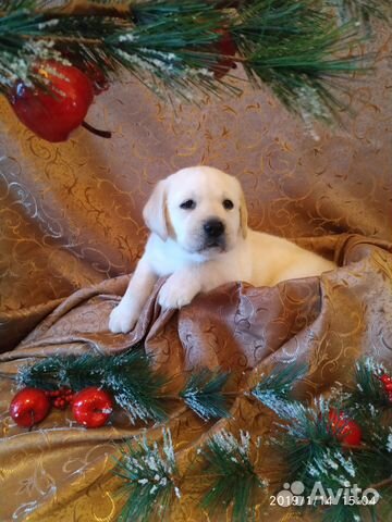 Перспективные породистые лабрадорята