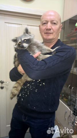 Енот полоскун ручной