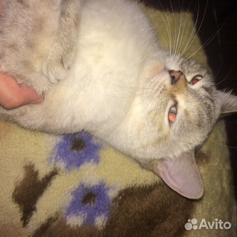 Кошка ищет котика