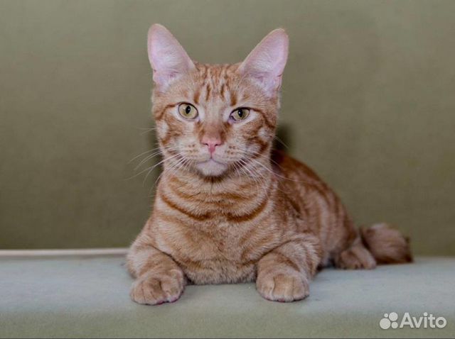 Котик в добрые руки