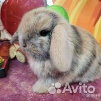 Мини ушастики