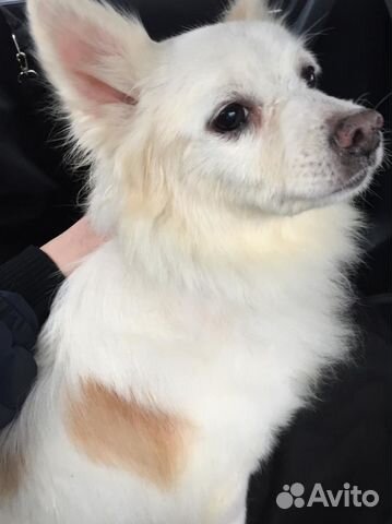 Собачка небольшого размера