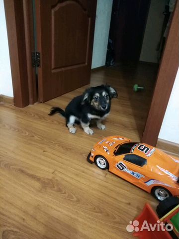 Той терьер такса