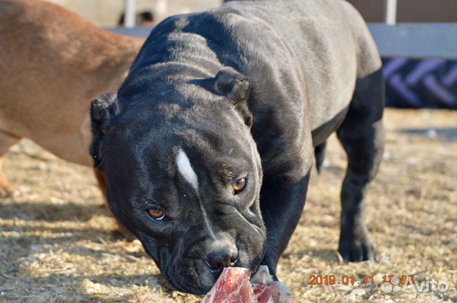 Американ булли