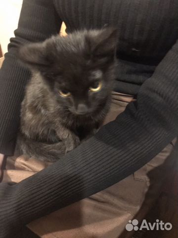 В добрые руки