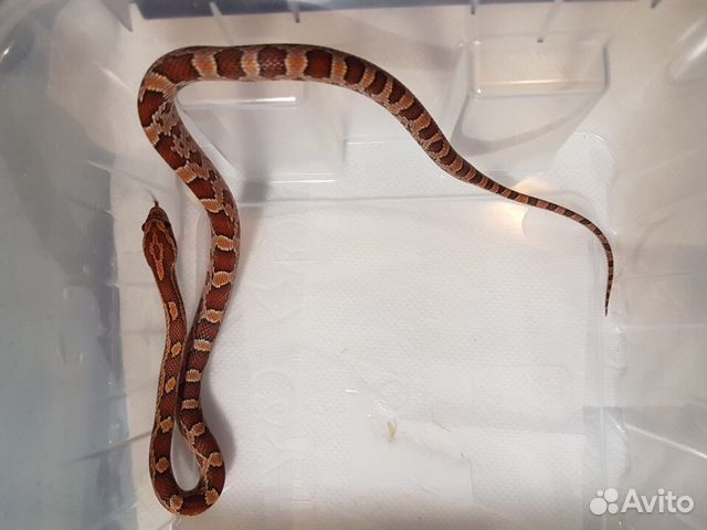 Змея Маисовый полоз normal
