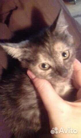 Плюшевая Пеструша - потрясающий котенок в дар