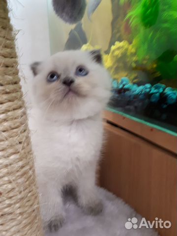 Шотландские плюшевые котята