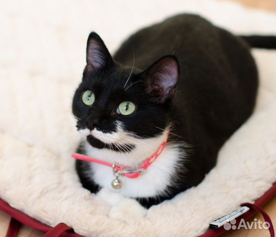 Кошечка Джесси