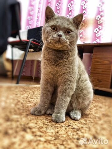 Вязка с шотландским прямоухим котом