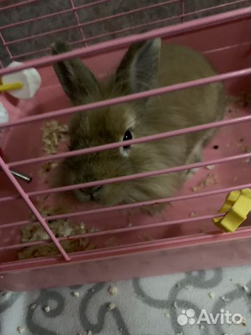 Львиноголовый кролик