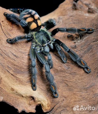 Паук-птицеед Psalmopoeus irminia