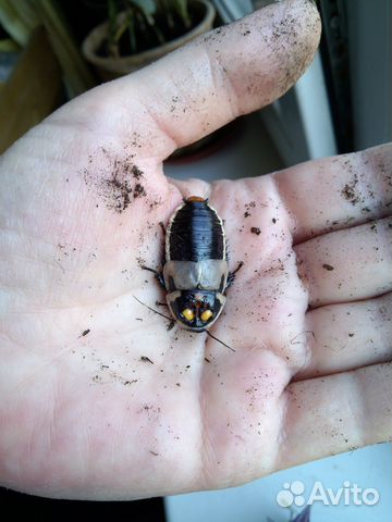 Тараканы - автомобильчики