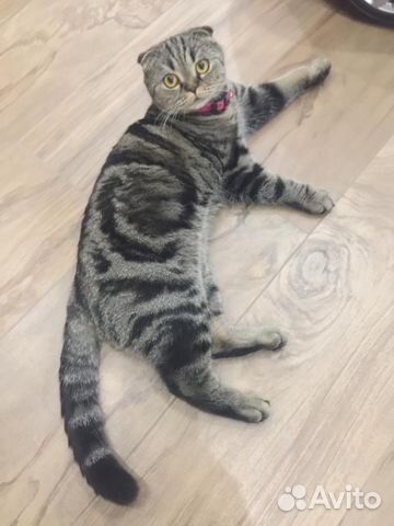 Кошка вислоухая