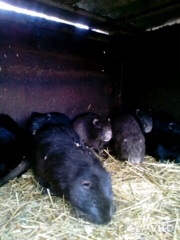 Молодняк нутрии