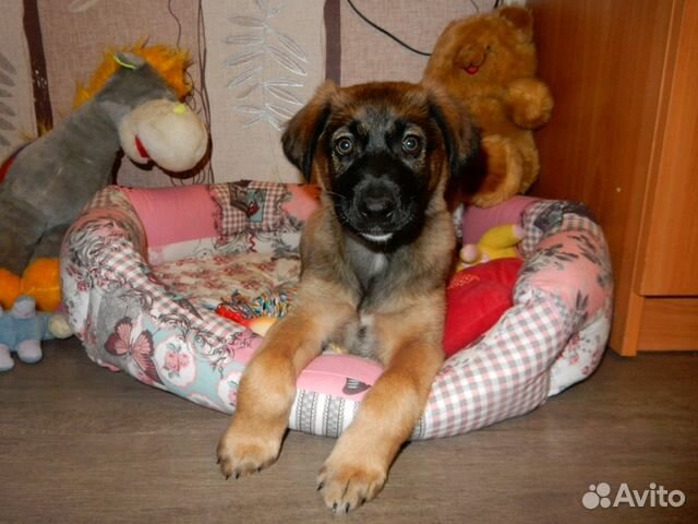 Малышка-рыжуля ищет дом