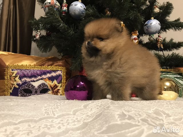 Маленький медвежонок Шпица