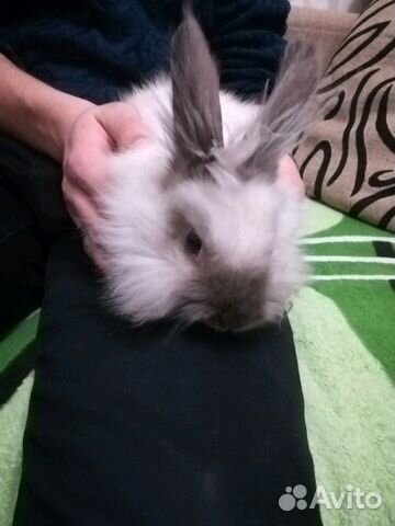 Декоративный кролик