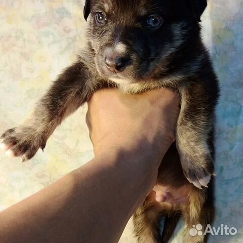 Рексик в добрые руки