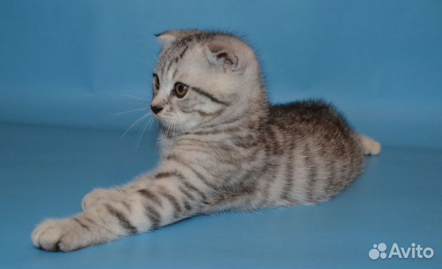 Обаятельная Фенечка в поисках семьи