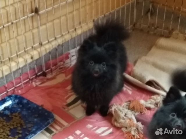 Щенки шпица