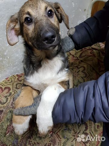 Щенок Арчи 4 мес в добрые руки