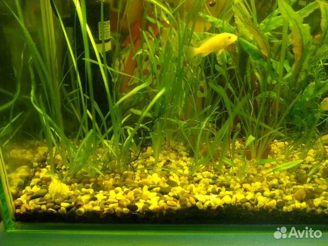 Аквариумное растение