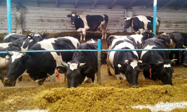 Коровы в количестве 270 шт + сельхоз оборудование