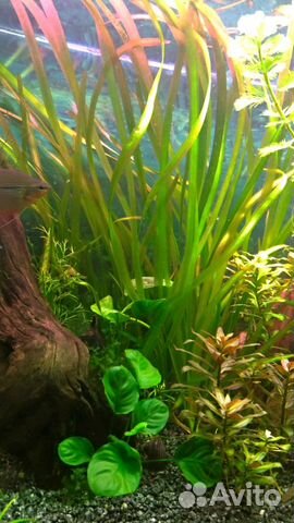 Аквариумное растение