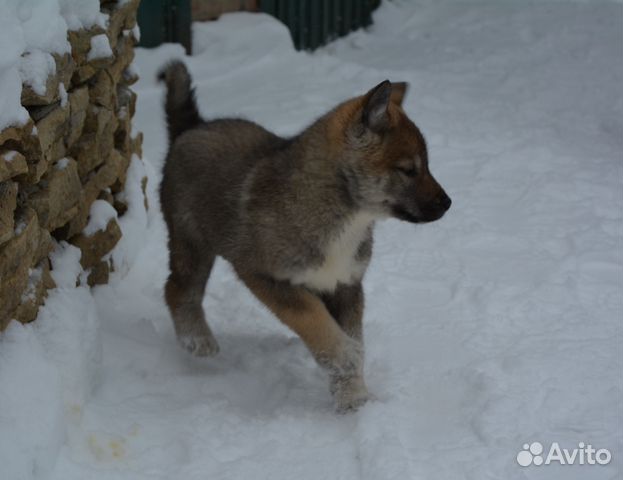 Подрощенные щенки лзс