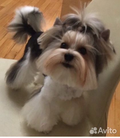 Щенки цветного йорка