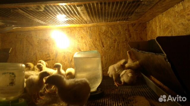 Бройлер Росс 308 подросток