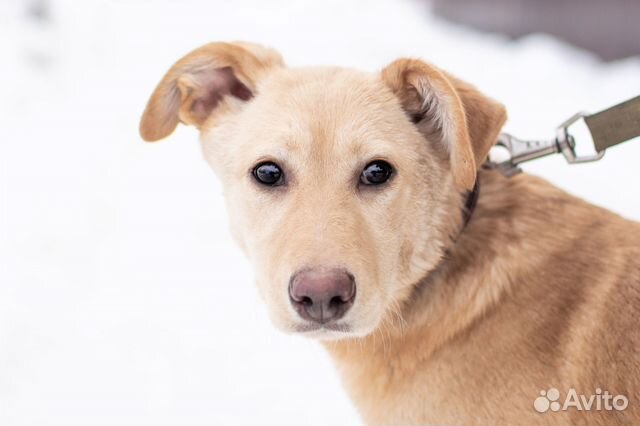 Ищет дом собачка Бэкки