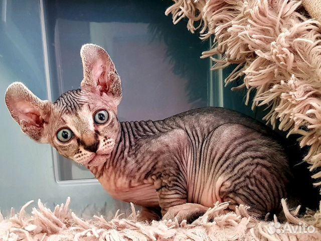 Канадский сфинкс