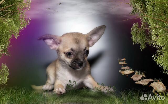 Малышки чишки