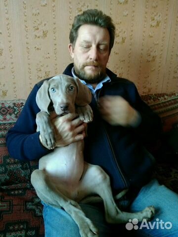 Щенки веймаранера