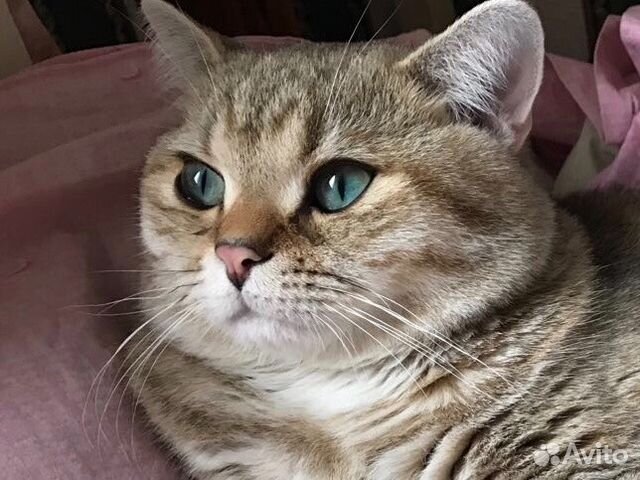 Кот приглашает на вязку