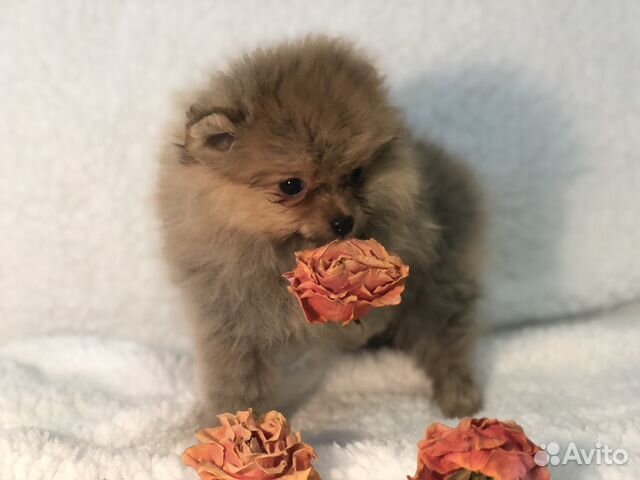 Шпиц померашечка