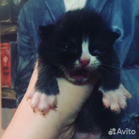 Котенок в дар