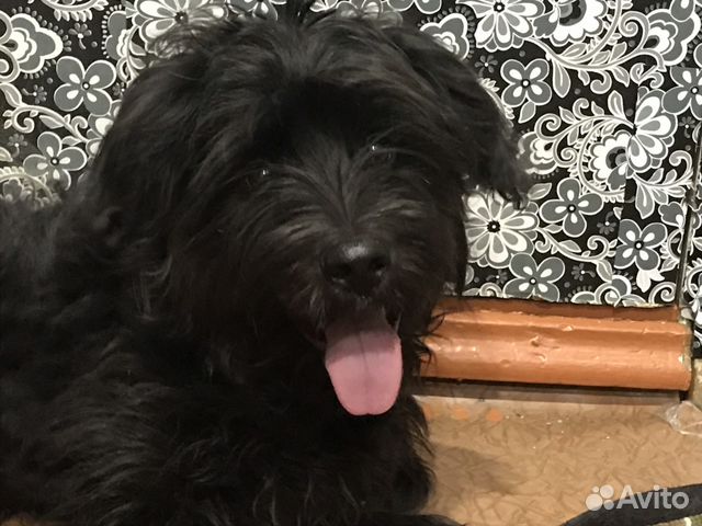 Щенок/собака