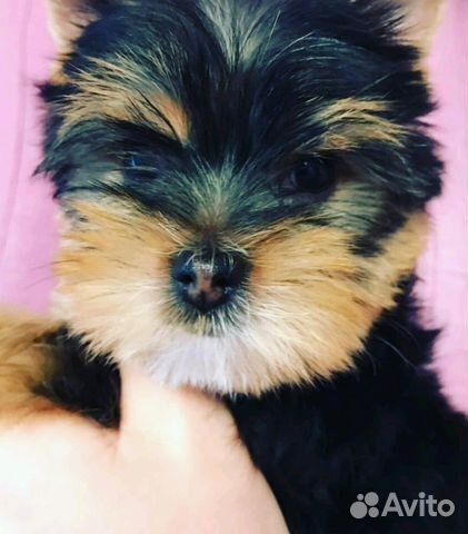 Продается собакп