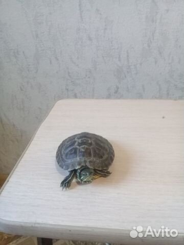 Отдам черепаху
